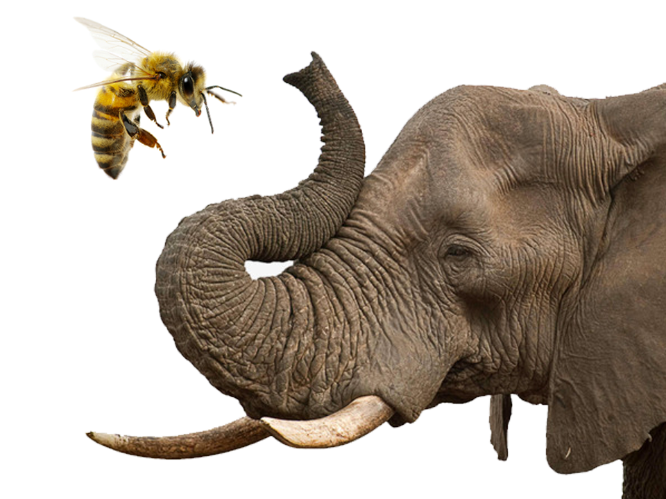 ‘ผึ้ง’ อาจช่วยปกป้อง ไม่ให้ ‘ช้าง’สูญพันธุ์ได้ | THE MOMENTUM