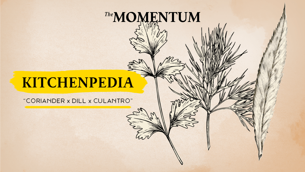 ผักชี สมุนไพรจากหลากถิ่น ที่มีทั้งคนรักและชัง | THE MOMENTUM