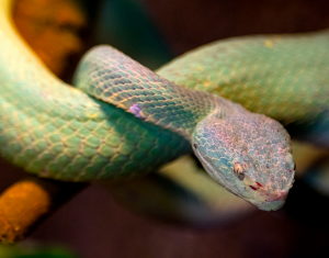 Thumbnail-snake | THE MOMENTUM