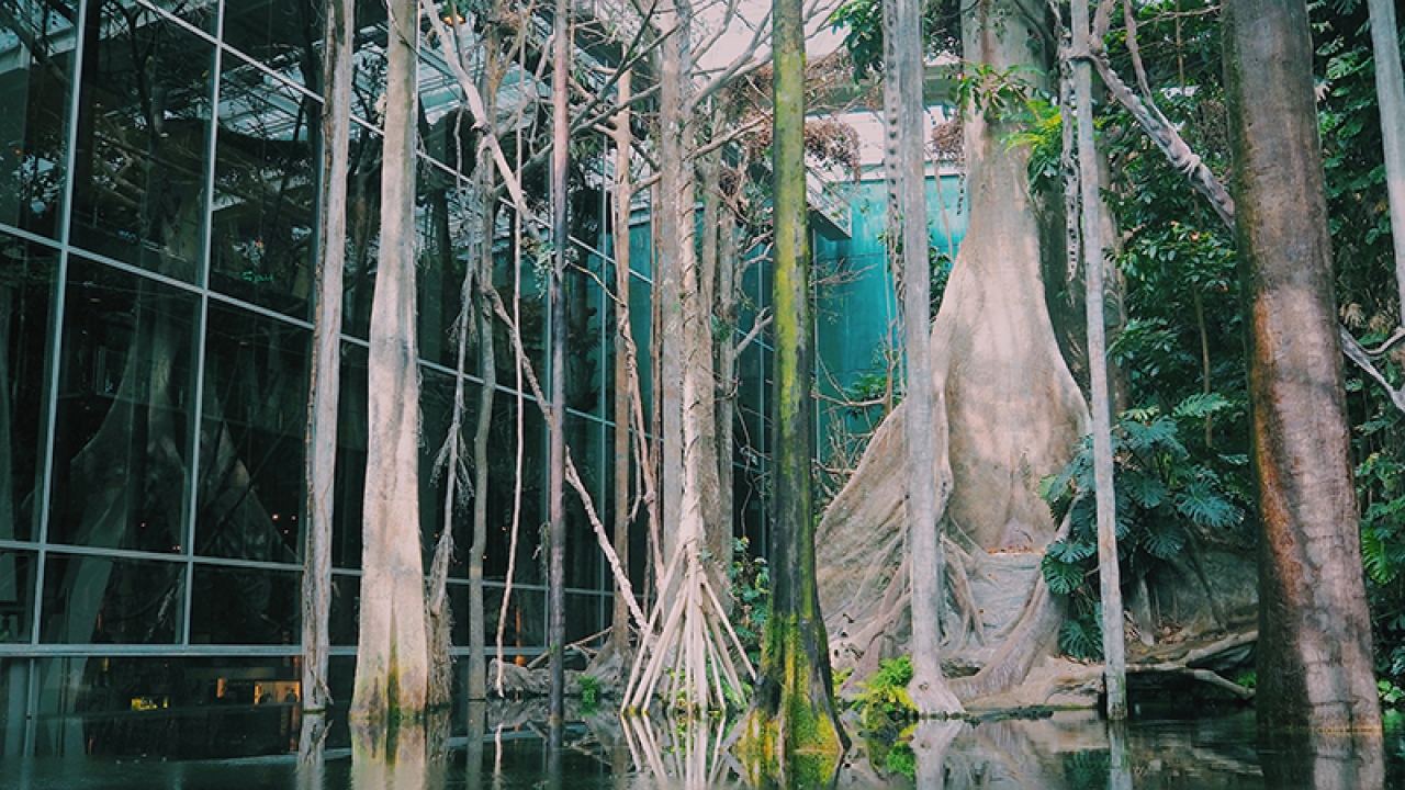 ส่องป่าแอมะซอน(จำลอง) ที่บาร์เซโลน่า | THE MOMENTUM