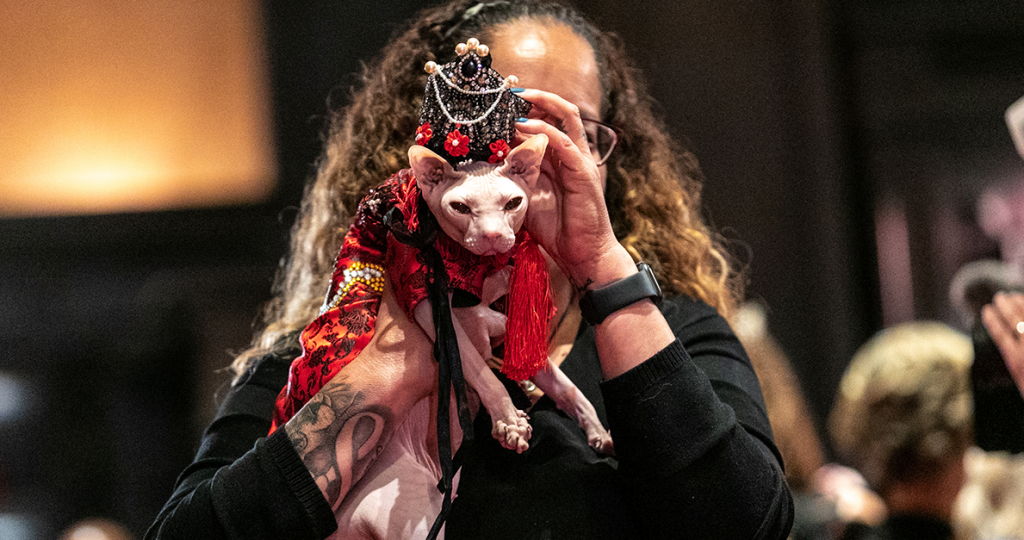 แคตวอล์กของจริงต้องให้แมวเดิน รร.ในนิวยอร์กจัดงาน Cat Fashion Show ...