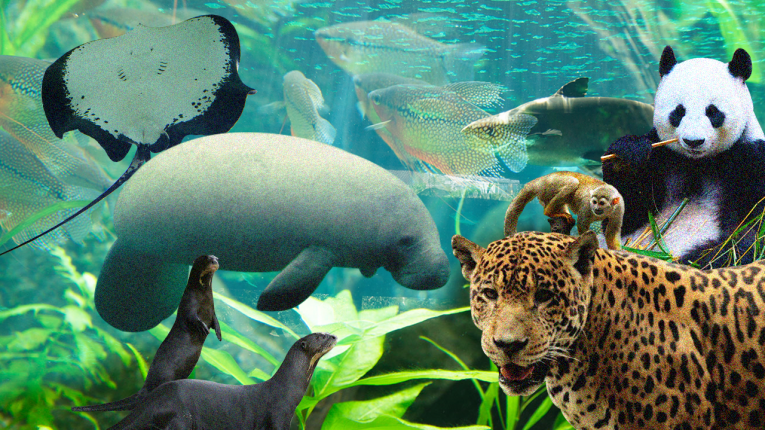 TheMo_biodiversity-Web | THE MOMENTUM