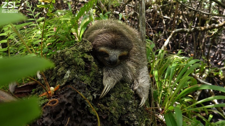 sloth pygmy | THE MOMENTUM