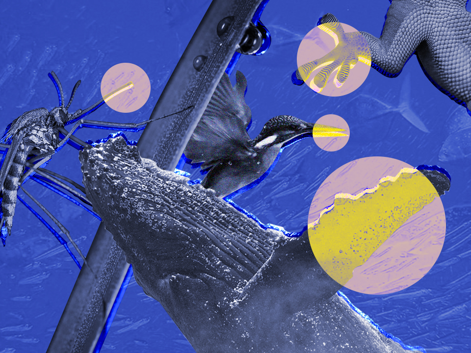 TheMo_Biomimicry-Thumbnail | THE MOMENTUM