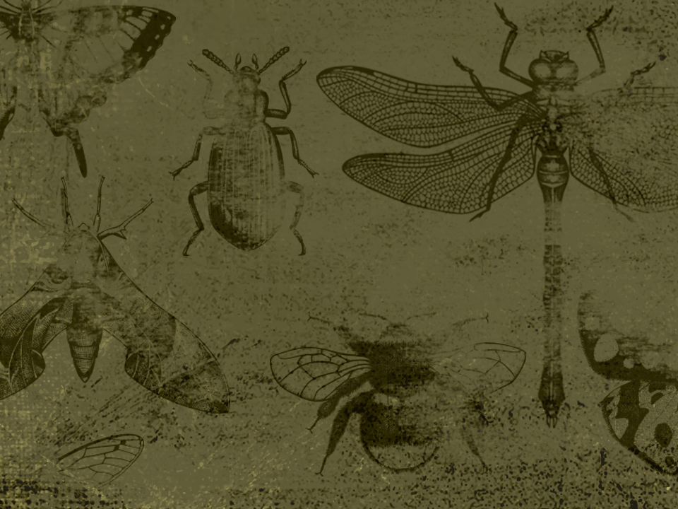 TheMo_insect exstinct-Thumbnail | THE MOMENTUM