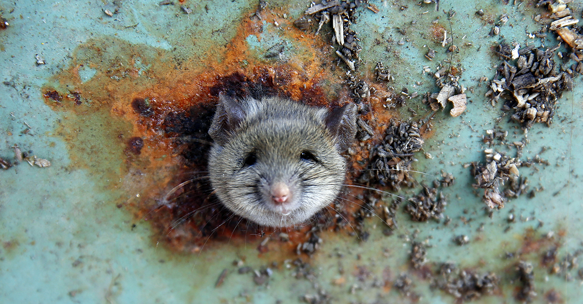 NYrat-Web | THE MOMENTUM