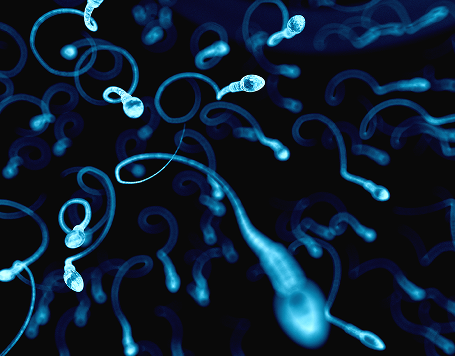 sperm-Thumbnail | THE MOMENTUM