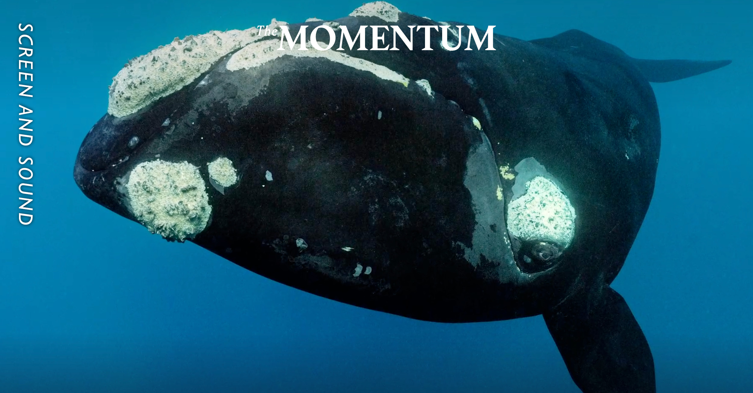 Entangled: การเดิมพันระหว่าง ‘วาฬใกล้สูญพันธุ์’ กับ ‘ชาวประมงล็อบสเตอร์ ...