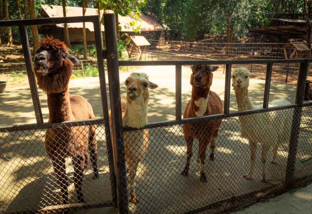 Bonanza Exotic Park แหล่งรวมสัตว์แปลกและงานประติมากรรมจากศิลปินไทยชื่อดัง