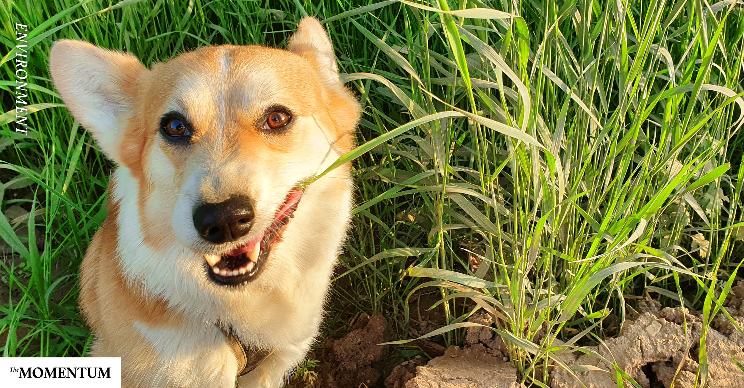 อย่าปล่อยให้เจ้าตูบสวาปามไม่เลือก เมื่อพฤติกรรมชอบแอบกินหญ้า อาจส่งผล ...